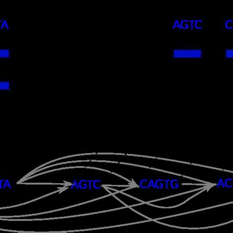 Construction Of Gene Exon Graph From Reference Sequence The Exons Are