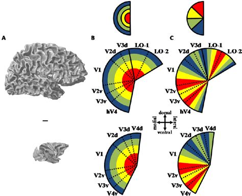Comparison Of Human And Macaque Monkey Occipital Cortex A 3d