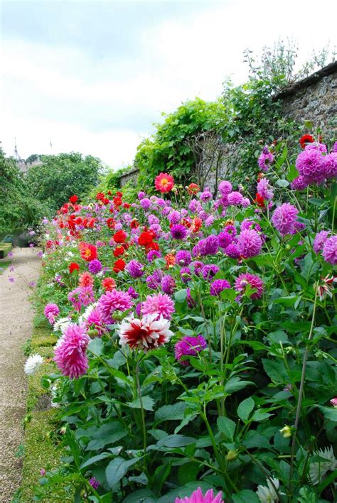 Осенние цветы в саду 65 фото с названиями как превратить ваш сад в райский уголок