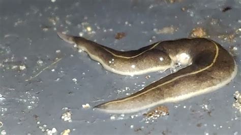 New Guinea Flatworm In Florida Closeup Showing Eyes Youtube