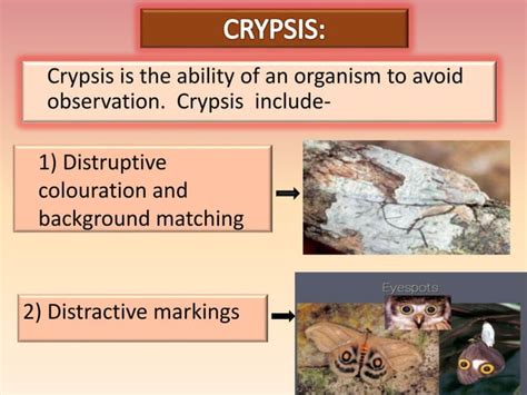 Role Of Camouflage Mimicry And Warning Colours In Insect Defencepptx