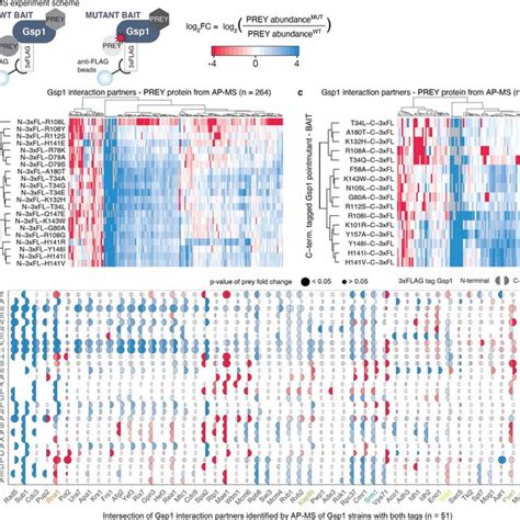 Interface Point Mutations In Gsp1 Rewire Its Physical Interaction