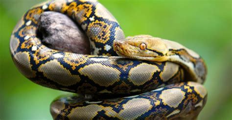 15 Reasons Pythons Are Among The Most Lethal Invasive Species On The Planet