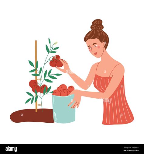 Woman Is Picking Red Tomatoes From The Bush Vector Illustration Stock