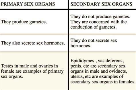 Unit HBY Female Reproductive System Wk Flashcards Quizlet