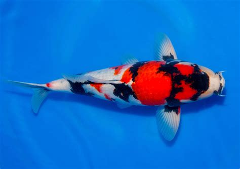 Showa Sanshoku Koi