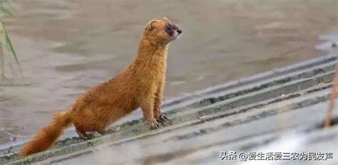 黄鼠狼为什么拜月亮黄鼠狼祸害家禽如何处理？黄鼠狼为什么会拜月？ 说明书网