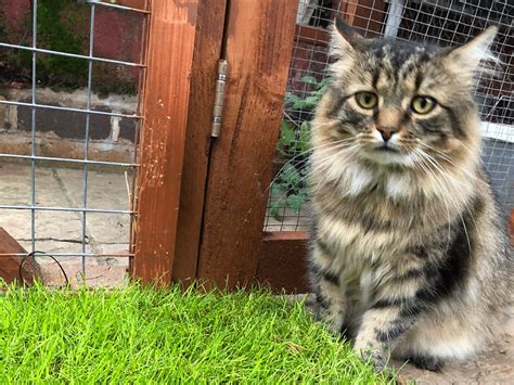 Buy Now Piddle Patch