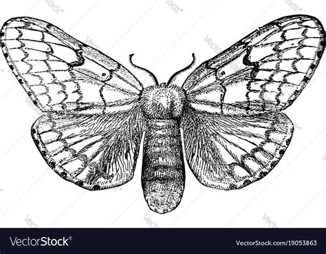 Gypsy Moth Female Vintage Royalty Free Vector Image