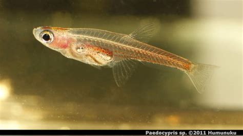 Paedocypris Image 50