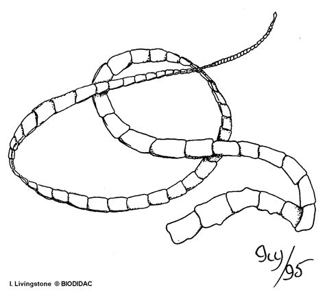 Giant Tube Worms Coloring Page Coloring Pages