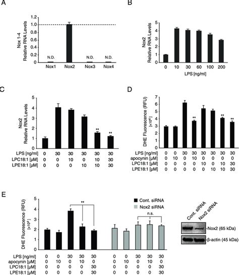 Lpc And Lpe Inhibited Lps Induced Nox Expression In Sim A9 Cells A The Download Scientific
