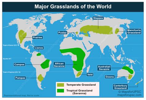Examples Of Grassland Biomes Worldwide