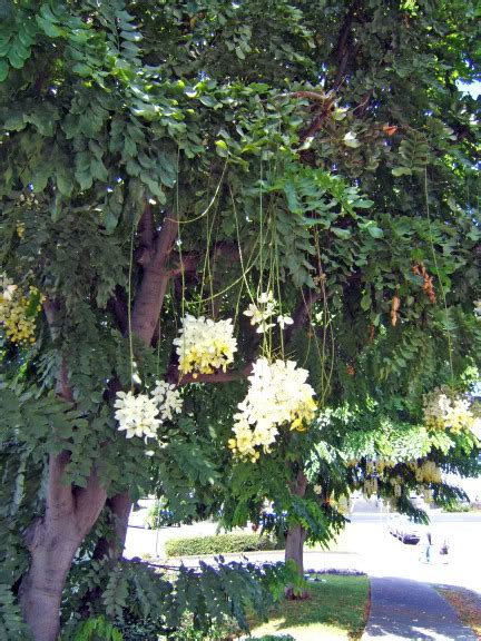 Golden Rain Tree Pictures Detailed Information On The Golden Rain Tree