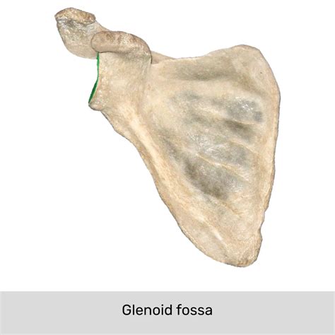 Escapula Fossa Glenoide Anatomia Do Ombro Ligamentos Lábio E