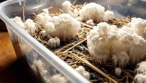 Como Cultivar Cogumelos Em Casa Em Apenas 30 Dias