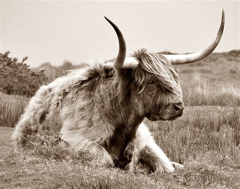 James Ravilious An English Eye Exhibitions Thelma Hulbert Gallery