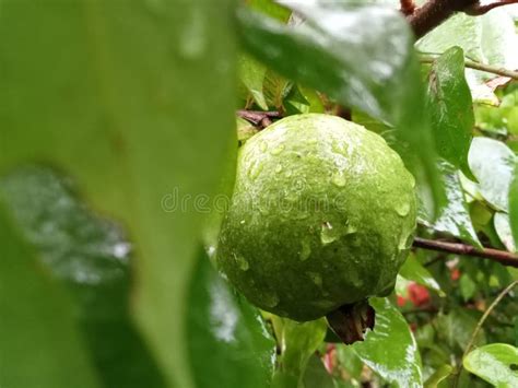 Crystal Guava From Indonesia Stock Photo Image Of Evergreen Guava 224944134