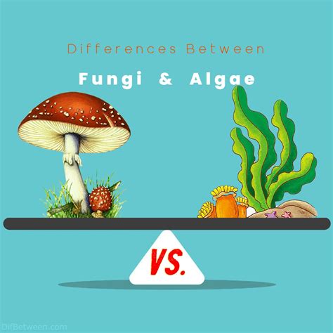 Fungi Vs Algae Key Differences And Unique Roles