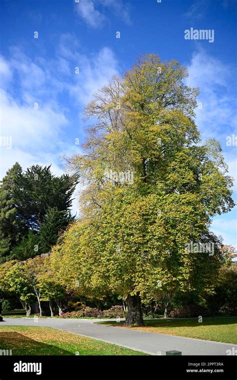 Common Lime Tree In Autumn In Christchurch Botanic Gardens Autumn New