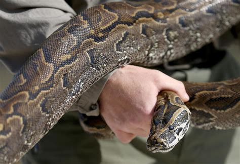 Burmese Python Eating Human