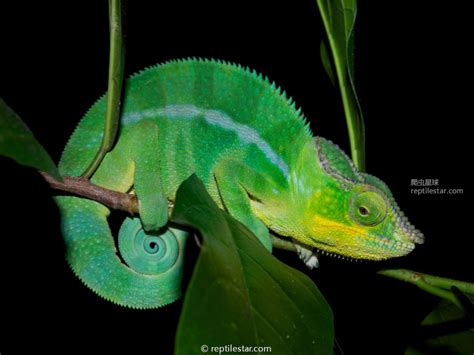 科学 变色龙变色之谜 Reptilestar
