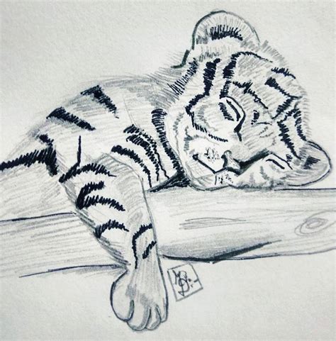 Cub Drawings Inspiration Sketch A Day