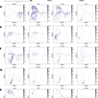 Mouse Single Cell RNAseq Gene Expression Landscape A Mouse ScRNAseq Download Scientific