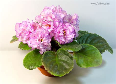 АВ-Розовые Розы (AV-Pink Roses). | Африканская фиалка, Розы, Розовые розы