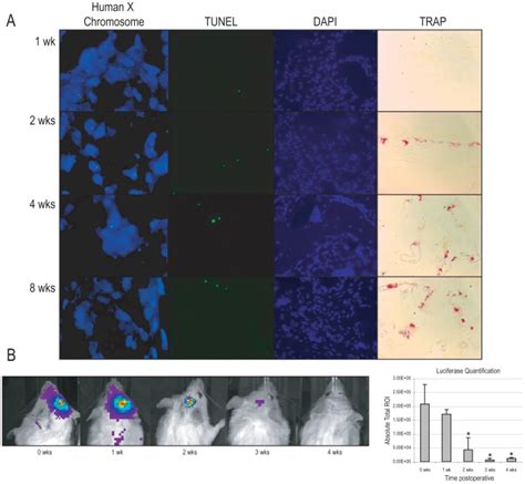 A Far Left Column Fish Staining For Human Sex Chromosomes In Hasc