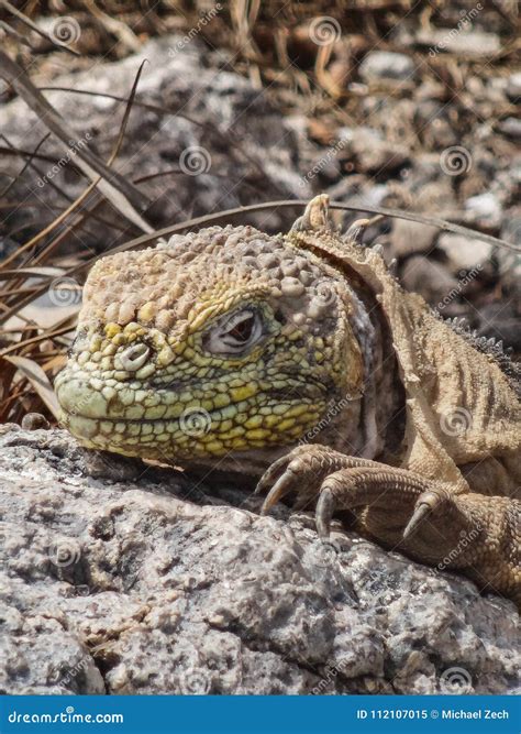 Marine Iguana On Santiago Island In Galapagos National Park Stock Image