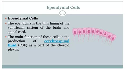 Glial Cellspptx