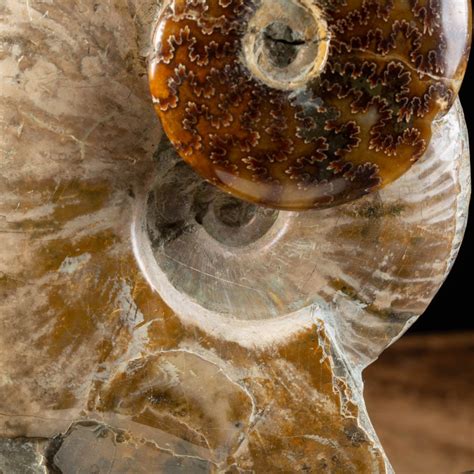Cleoniceras Ammonites Cretaceous Fossils Amm 272 Cleoniceras Ammonites Cretaceous Fossils Amm 272
