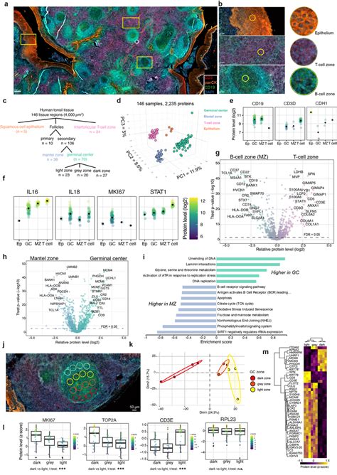 Cell Type And Spatially Resolved Proteomics Of Human Tonsil Tissue A Download Scientific