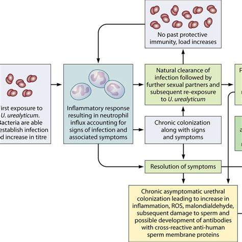 Pdf The Role Of Ureaplasma Spp In The Development Of Nongonococcal