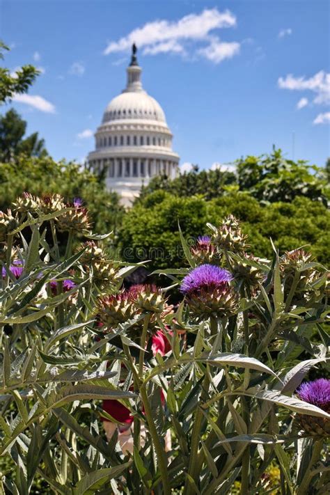 Dome Of Capital Building Behind Garden In Washington Dc Editorial Stock