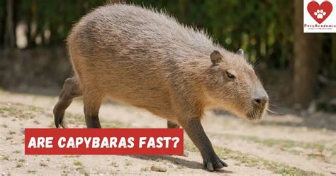 Capybara Speed How Fast Can They Run
