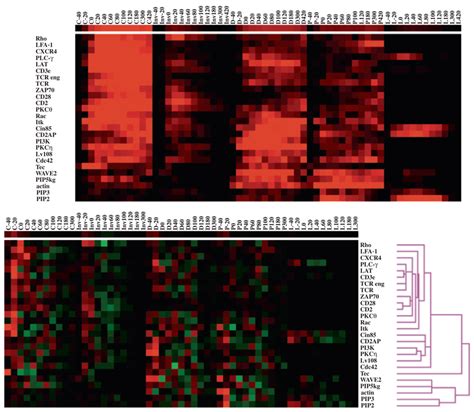 Cluster Analysis Of Spatiotemporal Patterning Cluster Analysis Of The Download Scientific