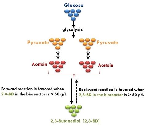 Mixed Acid Fermentation And Butanediol Fermentation At Sebastian Bardon