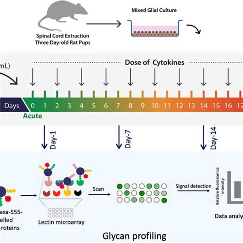 Workflow Describing Steps Involved In The Lectin Microarray Mgcs Were