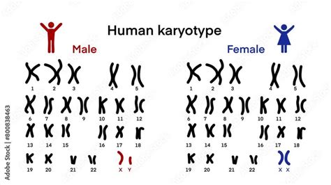 Normal Human Karyotype Chromosome Human Karyotype And Chromosome