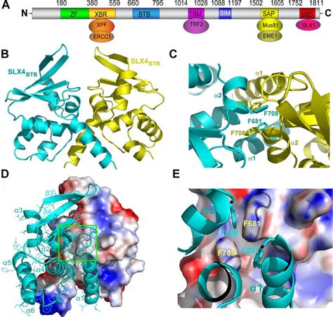 Hydrophobic Contacts Located In The Btb Domain Mediate Dimerization Of