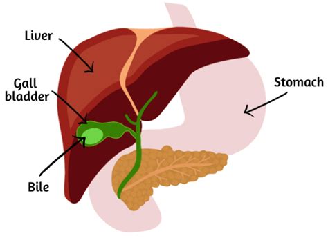 15 Signs Your Body Isnt Making Enough Bile Kim Heintz
