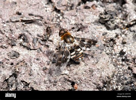 Mottled Bee Fly Thyridanthrax Fenestratus Bee Fly Whos Larvae
