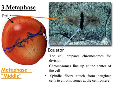 Biology Theory 5 Cell Division In Eukaryotic Cell Ppt