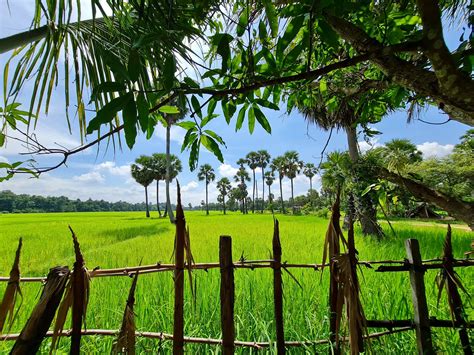 សម្រស់ស្រុកស្រែជនបទ ពិតជាស្រស់ស្អាត ទាក់ភ្នែក ធ្វើឱ្យអារម្មណ៍ស្រស់ស្រាយយ៉ាងខ្លាំង Knongsrok