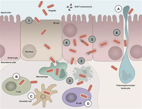 Shigella Virulence Factors And Pathogenicity SpringerLink