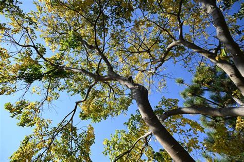 Chinese Hackberry Celtis Sinensis Yellow Leaves Cannabaceae Deciduous Tree Stock Image