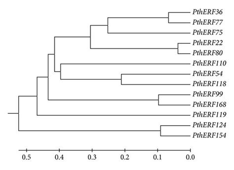 Multiple Alignments And Phylogenetic Analysis Of The Amino Acid