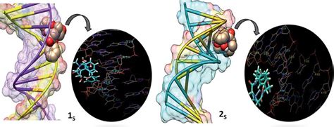 Molecular Docked Model Of Complexes 1 S And 2 S Fitted Into The G C